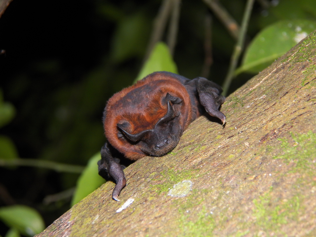 Sinaloan Mastiff Bat from Centro de Investigaciones Carimagua (Meta ...