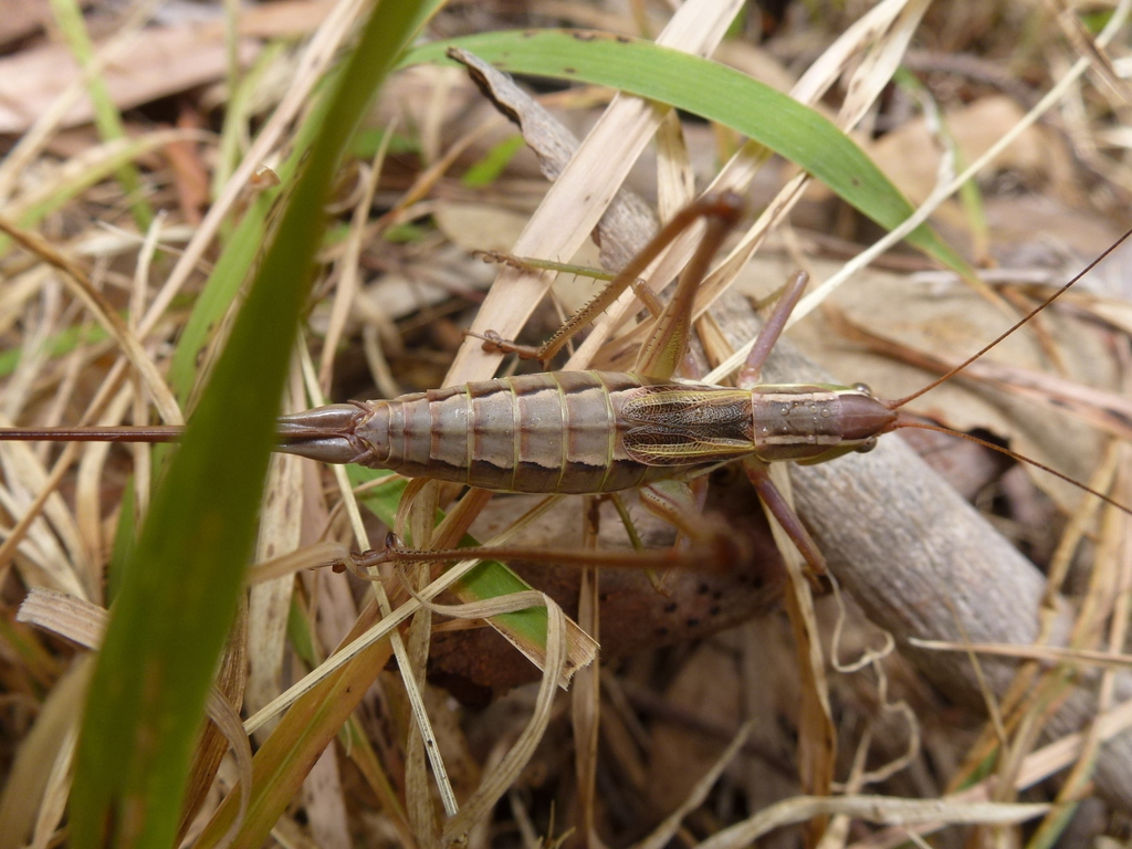 Adelaide Marauding Katydid from Echunga Cemetery SA 5153, Australia on ...