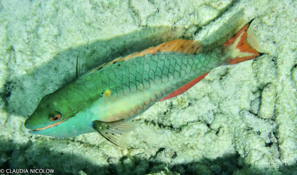 Redband Parrotfish from Bonaire, BQ on August 26, 2020 at 11:48 AM by ...