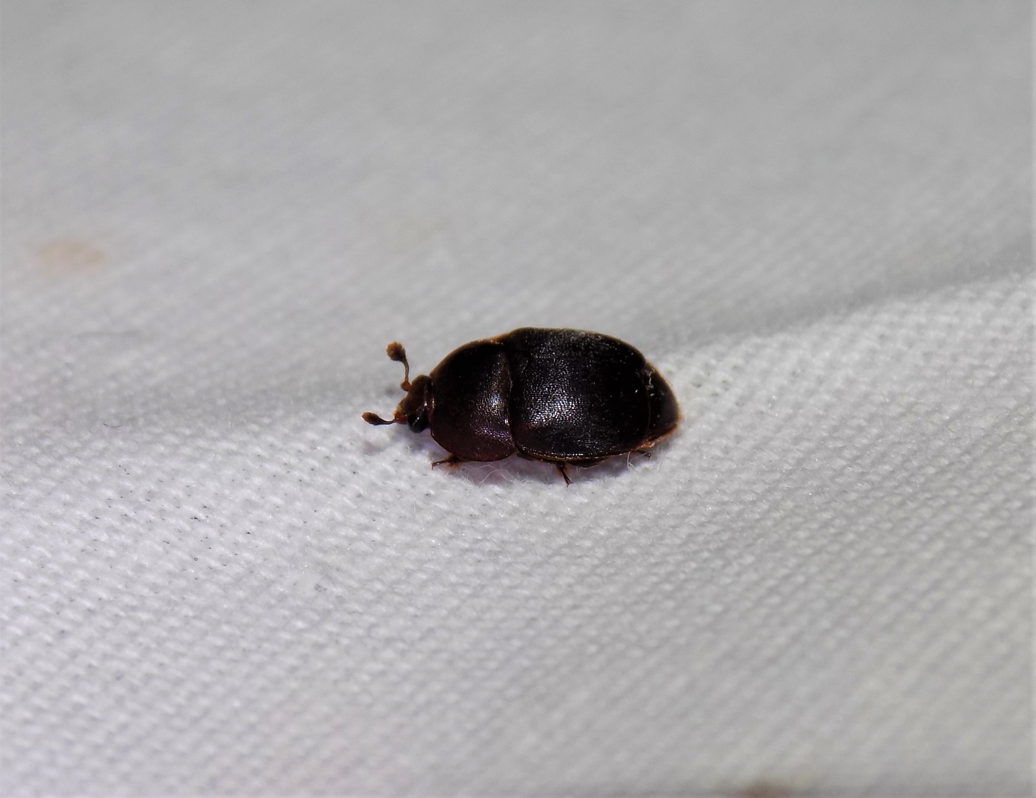 Aethina tumida Murray, 1867