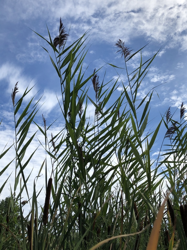 European reed from Presqu'ile Provincial Park, Brighton, ON, CA on ...