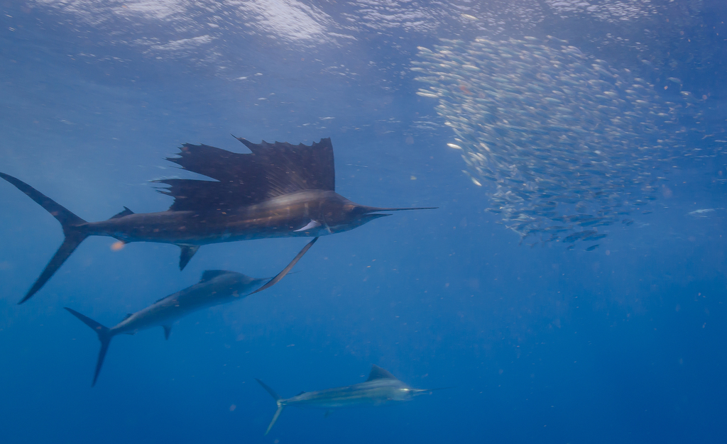 Sailfish in January 2012 by Julian Jimenez · iNaturalist