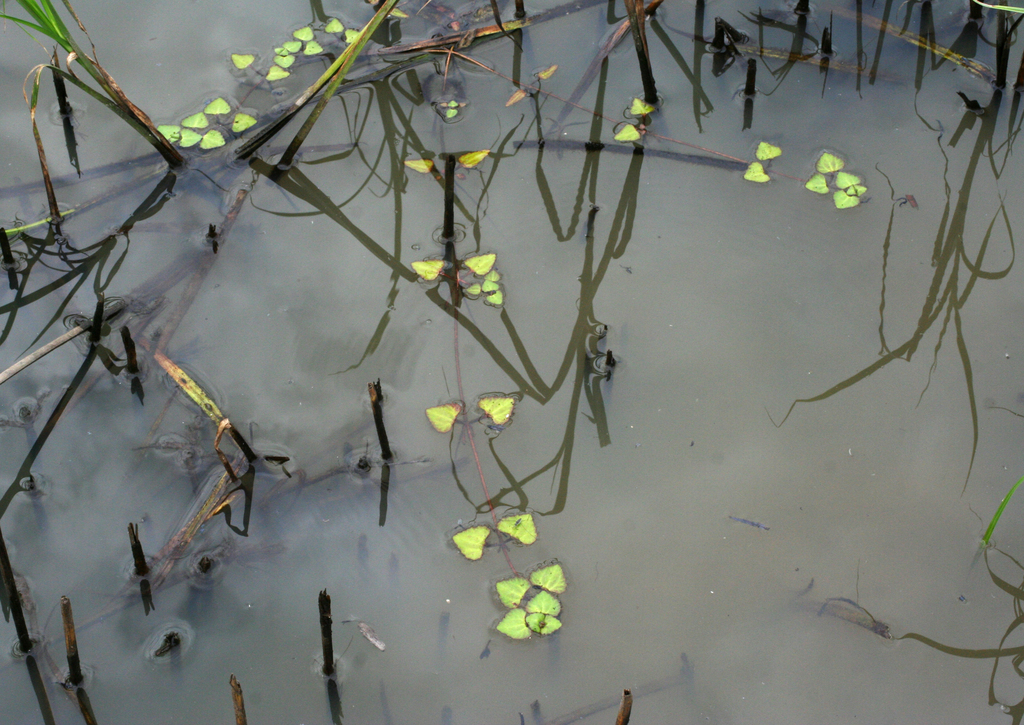 Trapella sinensis from Russia, Khabarovskiy Kray, Khabarovsk DIstrict ...
