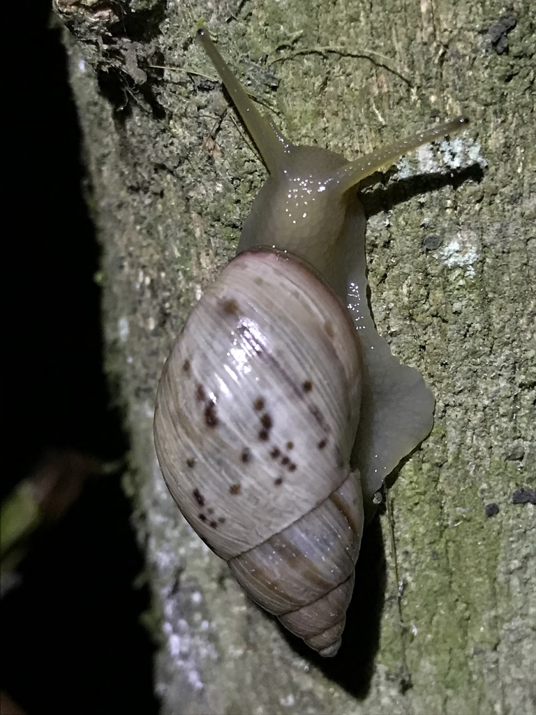 Mesembrinus koppeli in August 2020 by Nicolás Baresch Uribe · iNaturalist