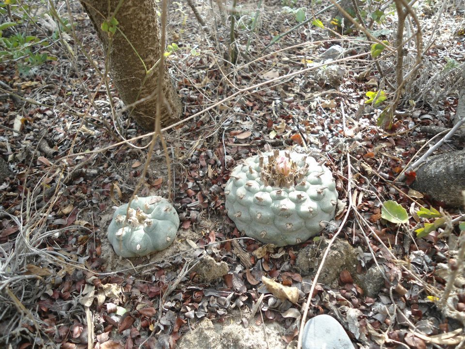 Peyote in March 2012 by Rigel Nava · iNaturalist