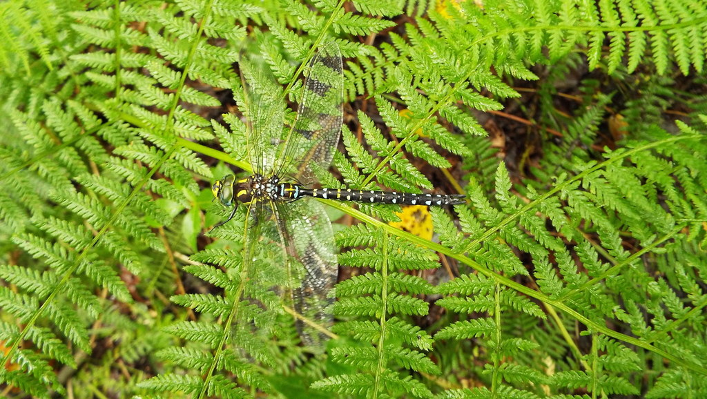 Sedge Darner from Архаринский р-н, Амурская обл., Россия on August 16 ...