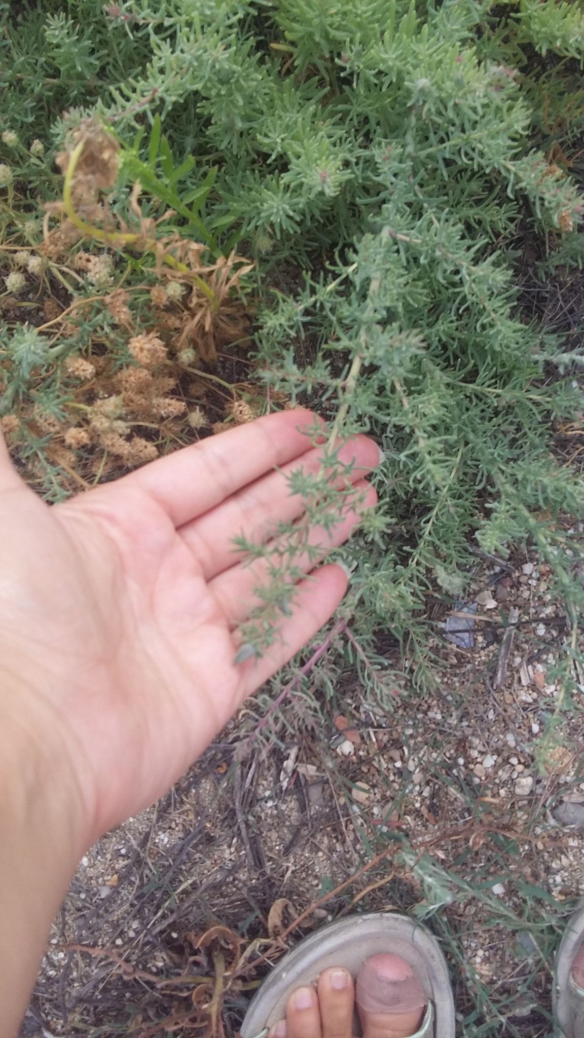 Suaeda altissima (L.) Pall.