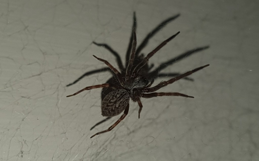 Grey House Spider from Saratoga NSW 2251, Australia on August 13, 2020 ...