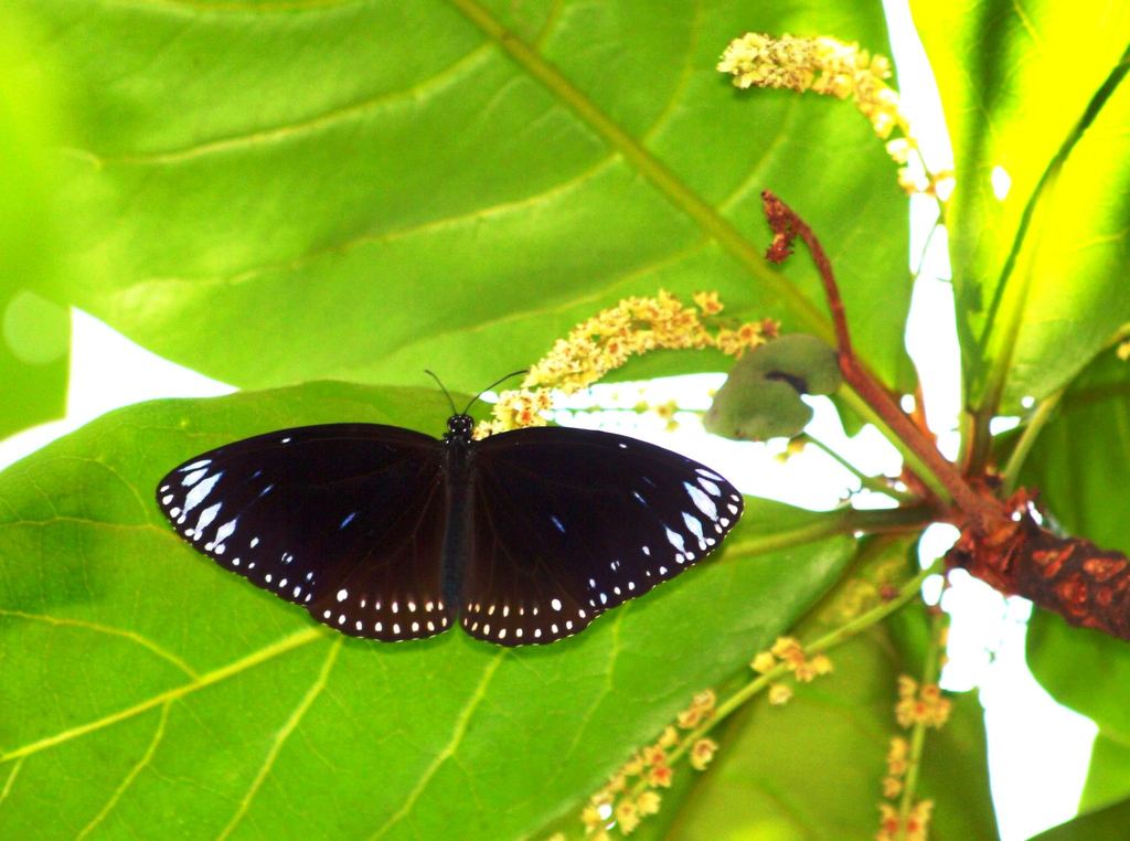Brown King Crow Butterfly (Butterflies of Myanmar (Burma)) · iNaturalist