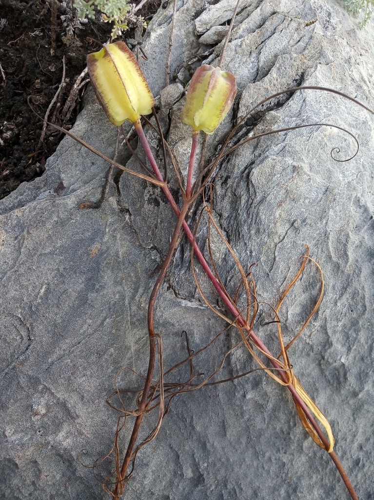 yellow Himalayan fritillary from Chumchet, Nepal on August 7, 2020 at 05:08 PM by Basu Dev ...