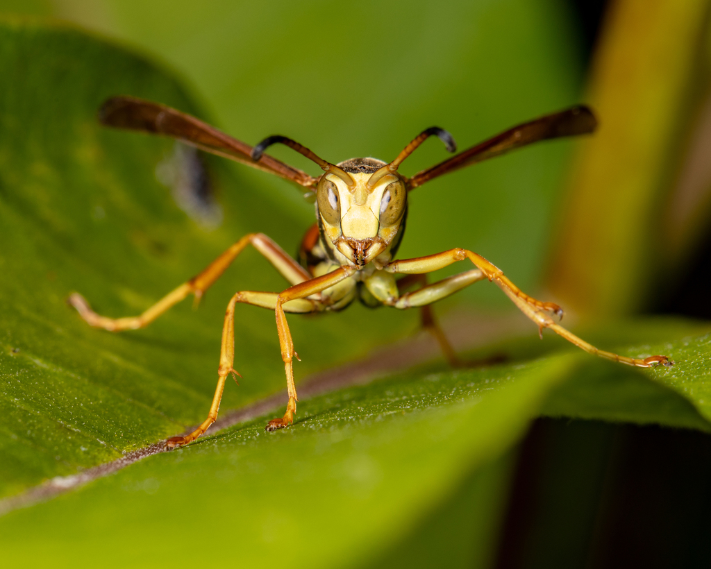Dark Paper Wasp from Harrisville, NH, USA on August 26, 2020 at 09:31 ...