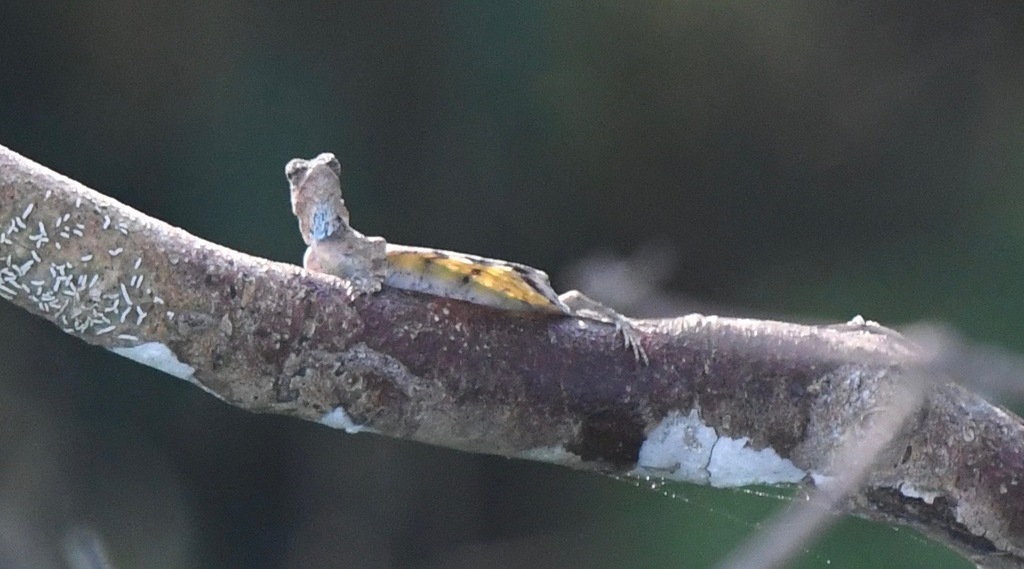 Sumatran Flying Dragon (Draco sumatranus) - Snakes and Lizards
