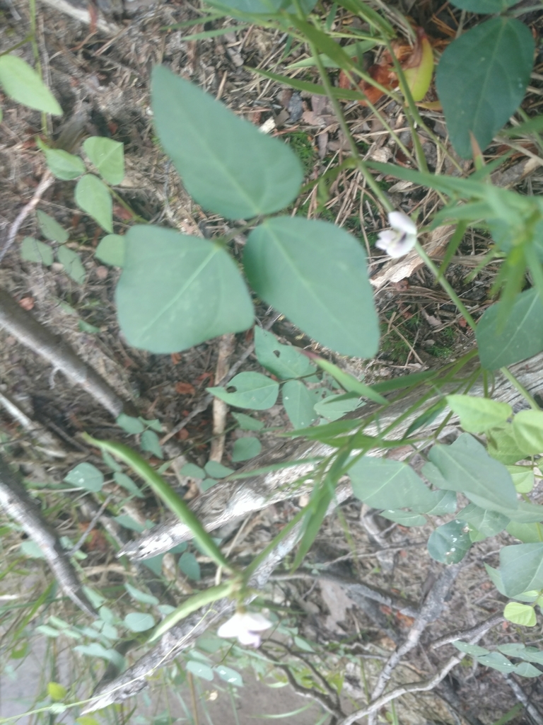 trailing fuzzy-bean from Lake Shore, MD 21122, USA on August 27, 2020 ...
