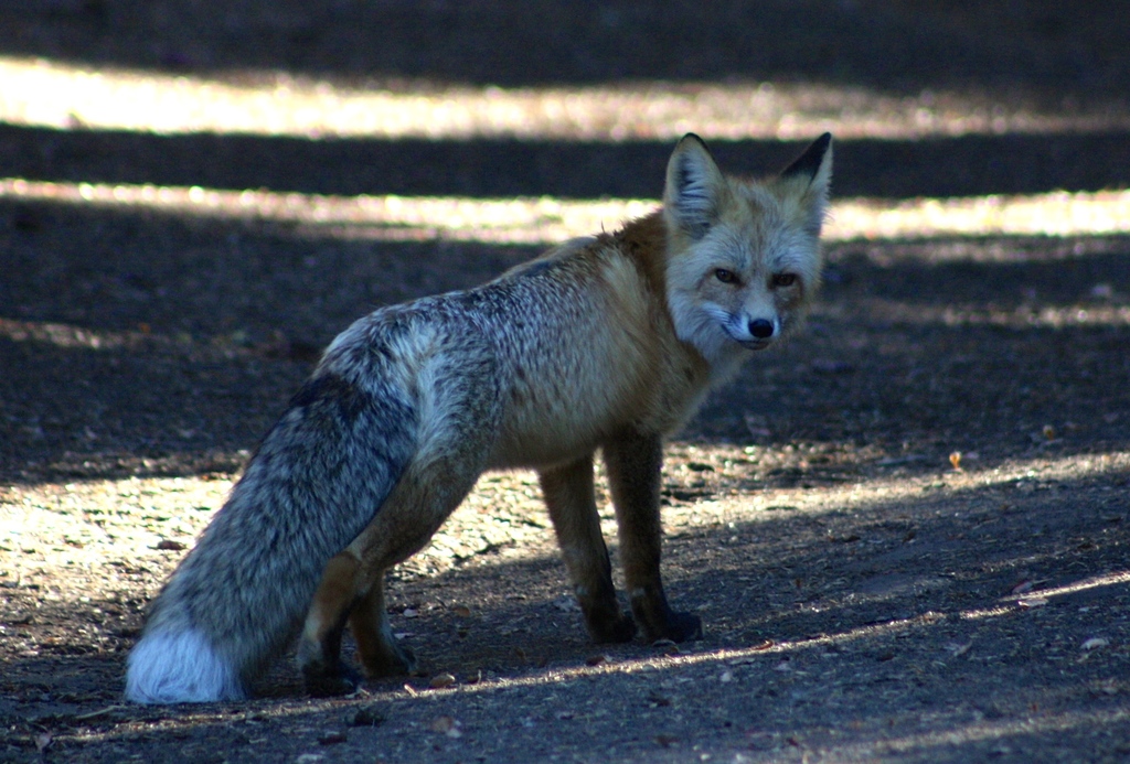 Sierra Nevada Red Fox (Vulpes vulpes necator) - Know Your Mammals