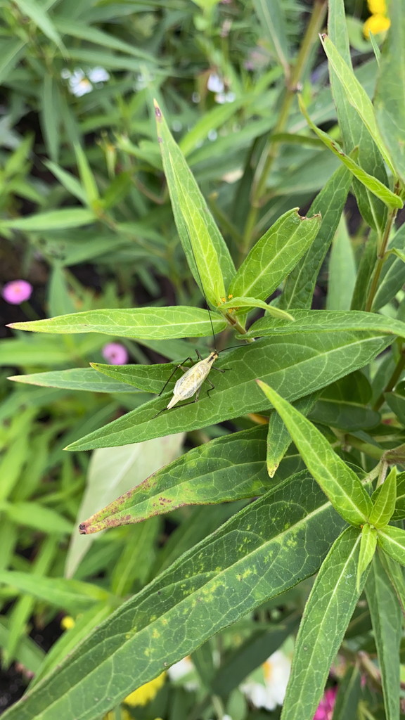 Black-horned Tree Cricket from Medina on August 27, 2020 at 01:45 PM by ...