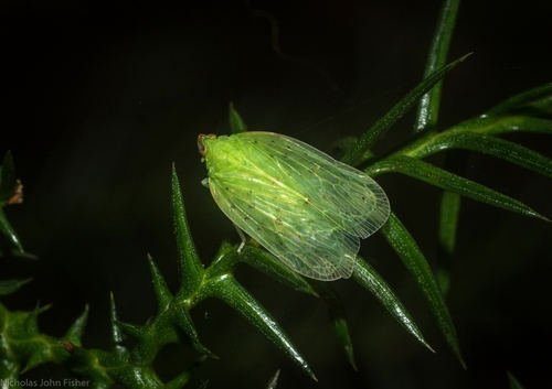 Epiona kirejtshuki · iNaturalist