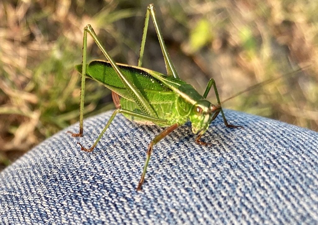Treetop Bush Katydid from S Scenic Dr, New Era, MI, US on August 27 ...