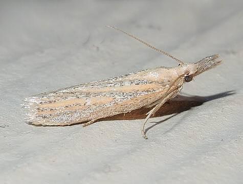 sand-dune panic-grass moth from Broad Channel, Queens, NY, USA on ...