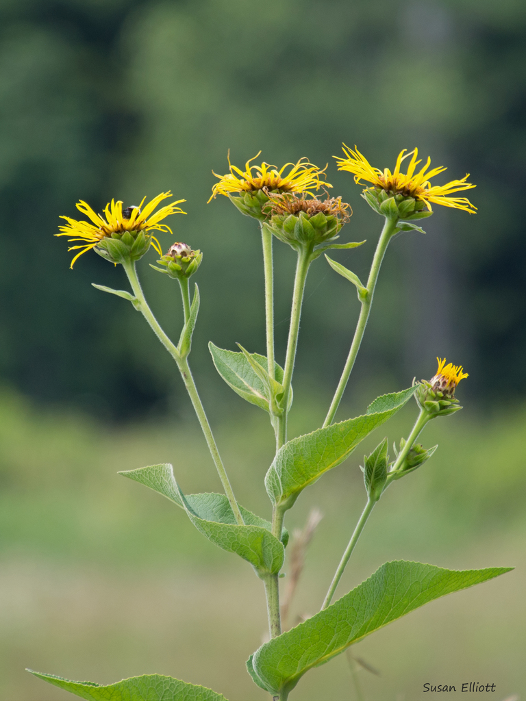 Elecampane (Inula helenium) - Botanical Realm