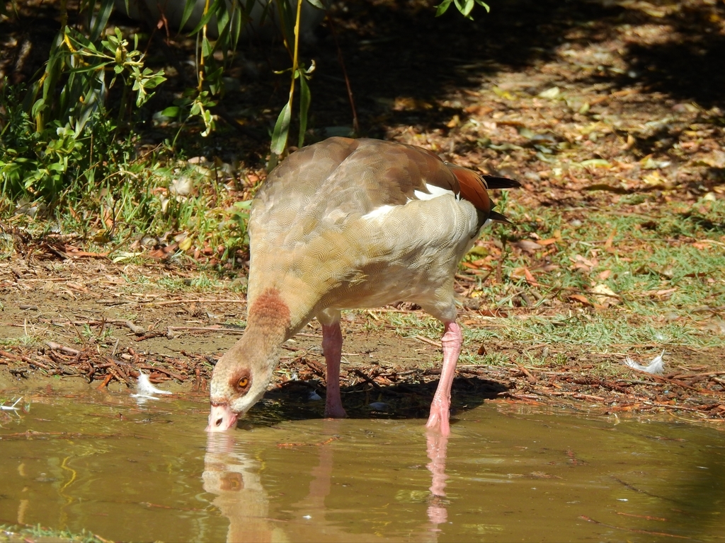Egyptian Goose from 2810-262 Almada, Portugal on August 27, 2020 at 12: ...