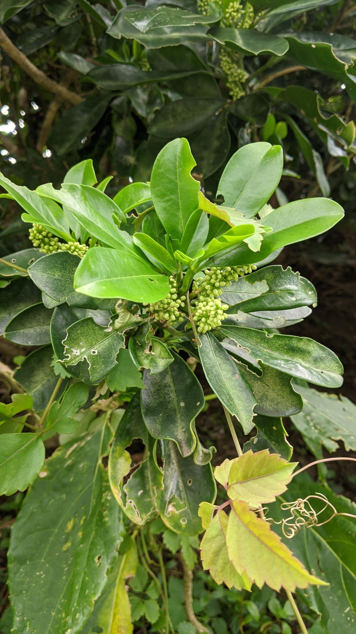 Melicope triphylla (Lam.) Merr.