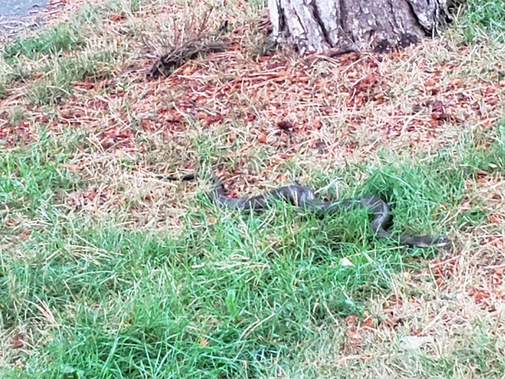 Colubrid Snakes in August 2020 by Jamie Flanaman. It was about 1.5m ...