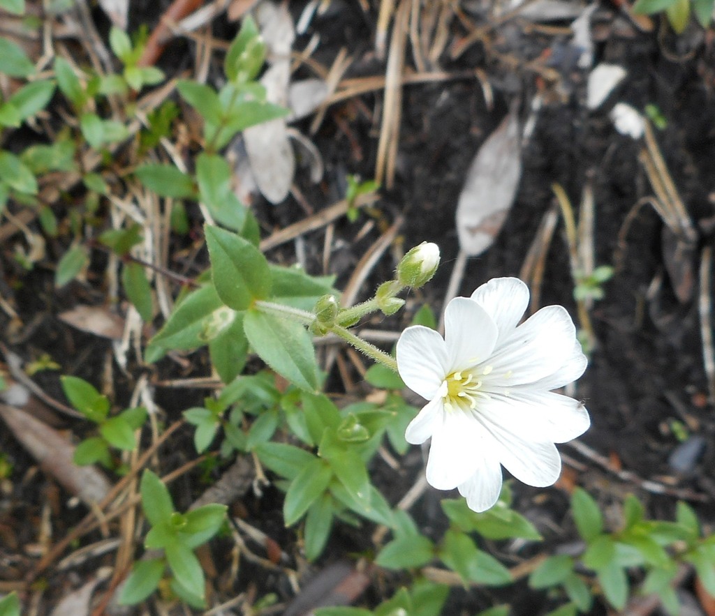 Alpine Mouse-ear from Alto Adige, Italia on July 18, 2020 at 12:54 PM ...