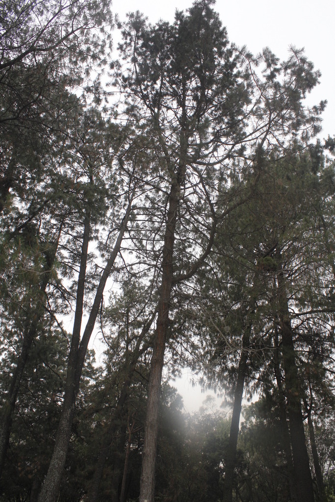 American hard pines from Jardin Botánico, UNAM; DF on May 27, 2014 by ...