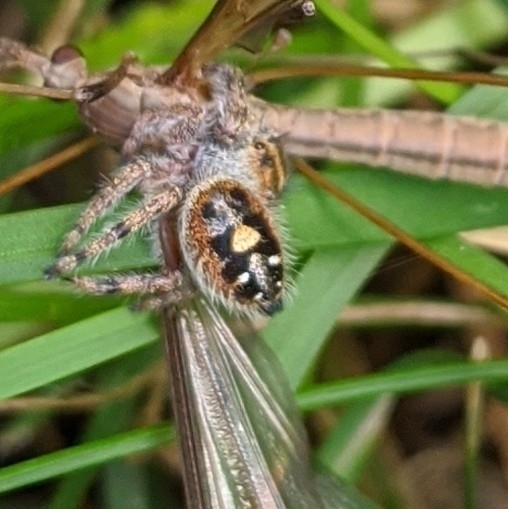 Bold Jumping Spider from Cottonwood Heights on August 27, 2020 at 09:54 ...