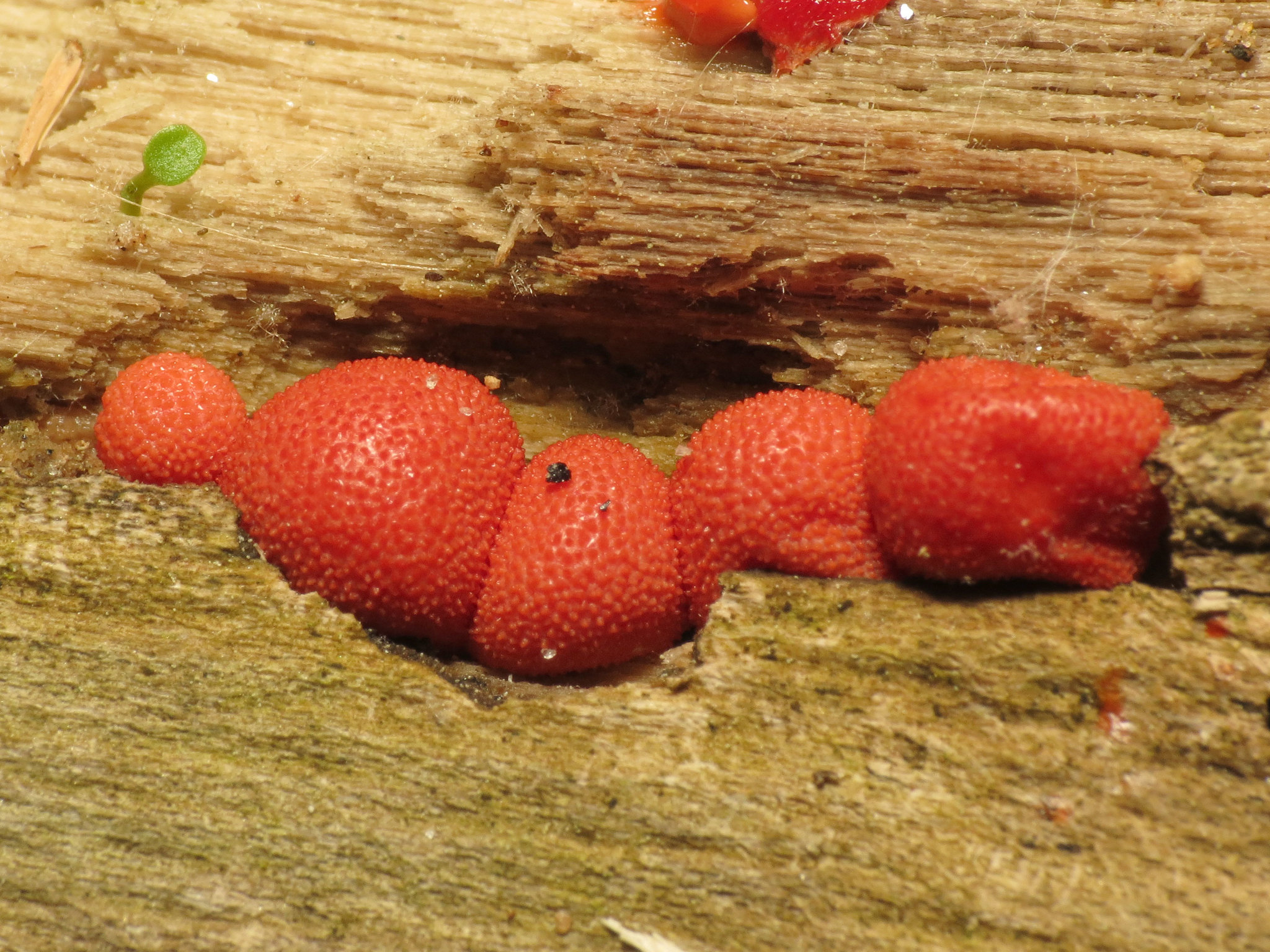 Lycogala exiguum Morgan, 1893