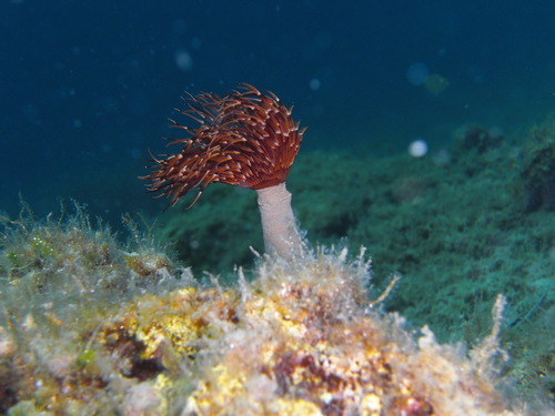 Twin Fan Worm (Marine Life of the Mediterranean) · iNaturalist