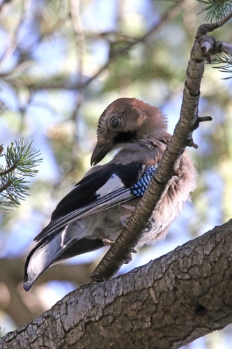 Sardinian Jay (Subspecies Garrulus glandarius ichnusae) · iNaturalist