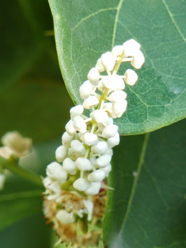 Australian Almond (Terminalia muelleri) - Botanical Realm