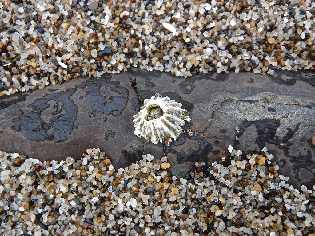 Pacific Acorn Barnacle from Greyhound Rock County Park & Vicinity on ...