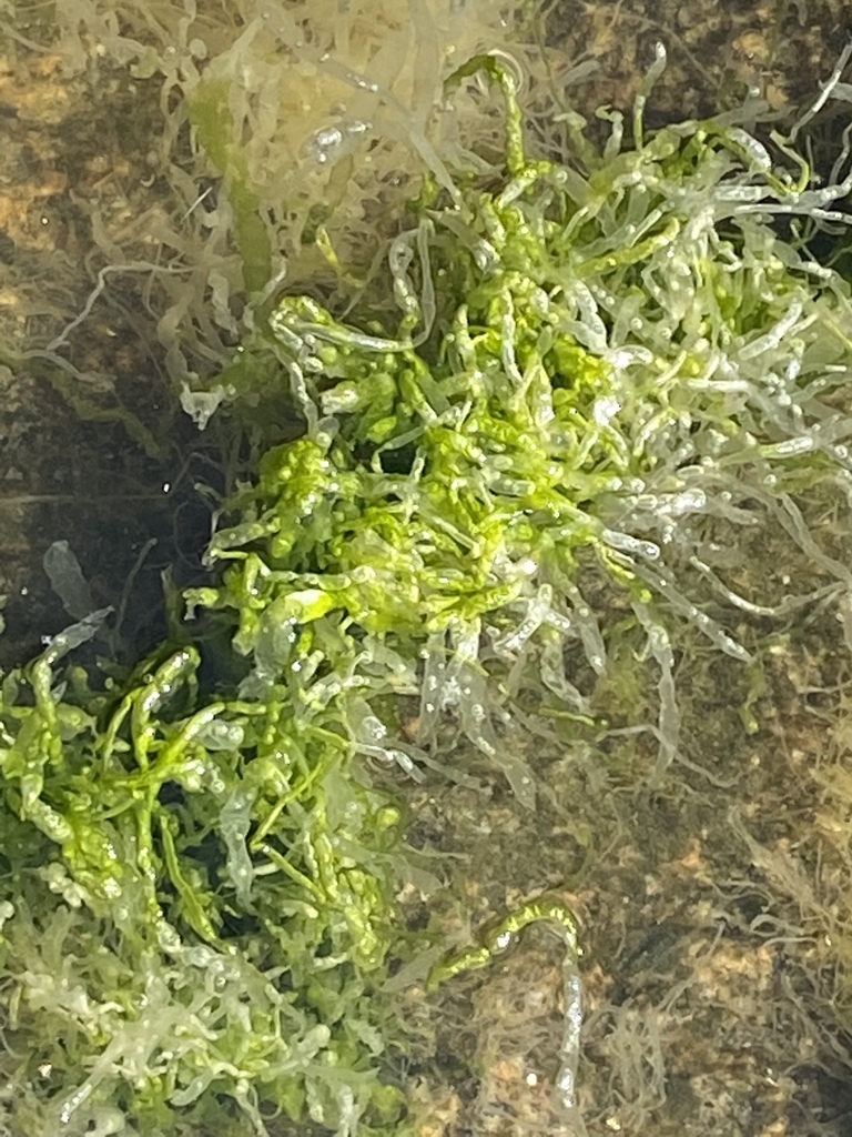 (Ulva intestinalis intestinalis) - Botanical Realm