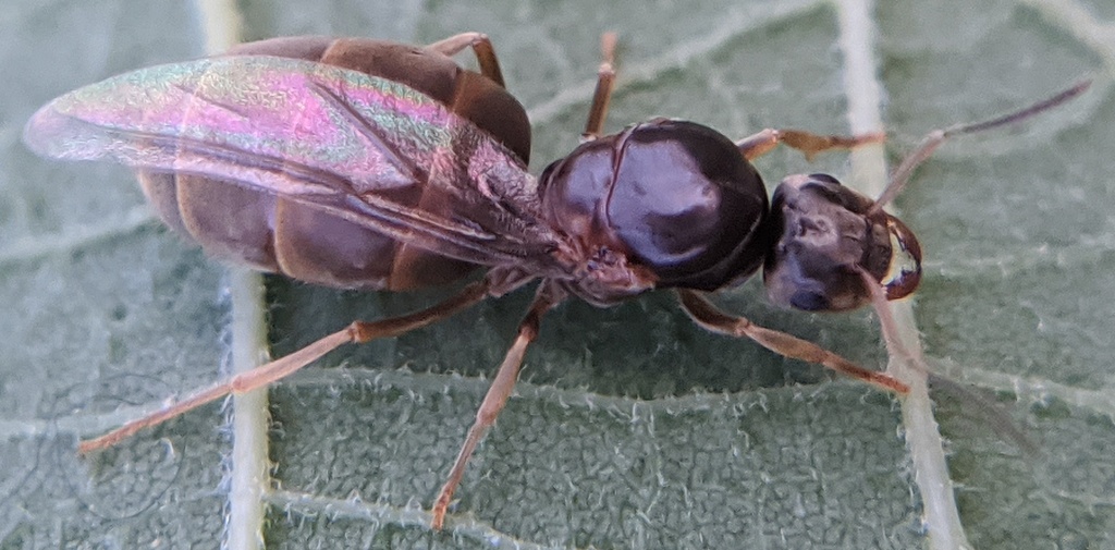 Turfgrass Ant from Midtown, Detroit, MI, USA on August 26, 2020 at 08: ...