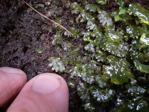 Hymenophyton leptopodum · iNaturalist