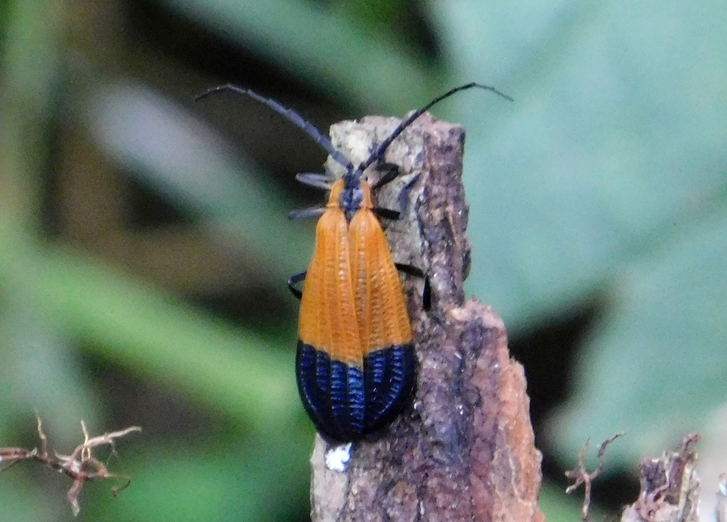 End Band Net-winged Beetle from Putnam County, TN, USA on August 27 ...