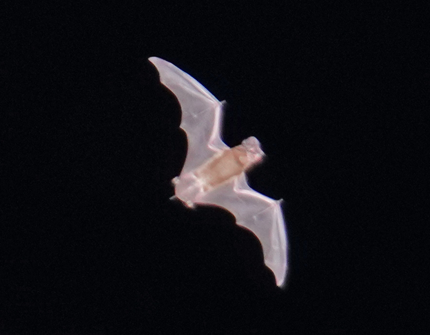 Bonneted Bats (Eumops) - Know Your Mammals