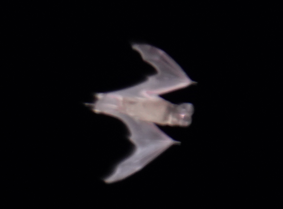 Eumops perotis (Schinz, 1821)