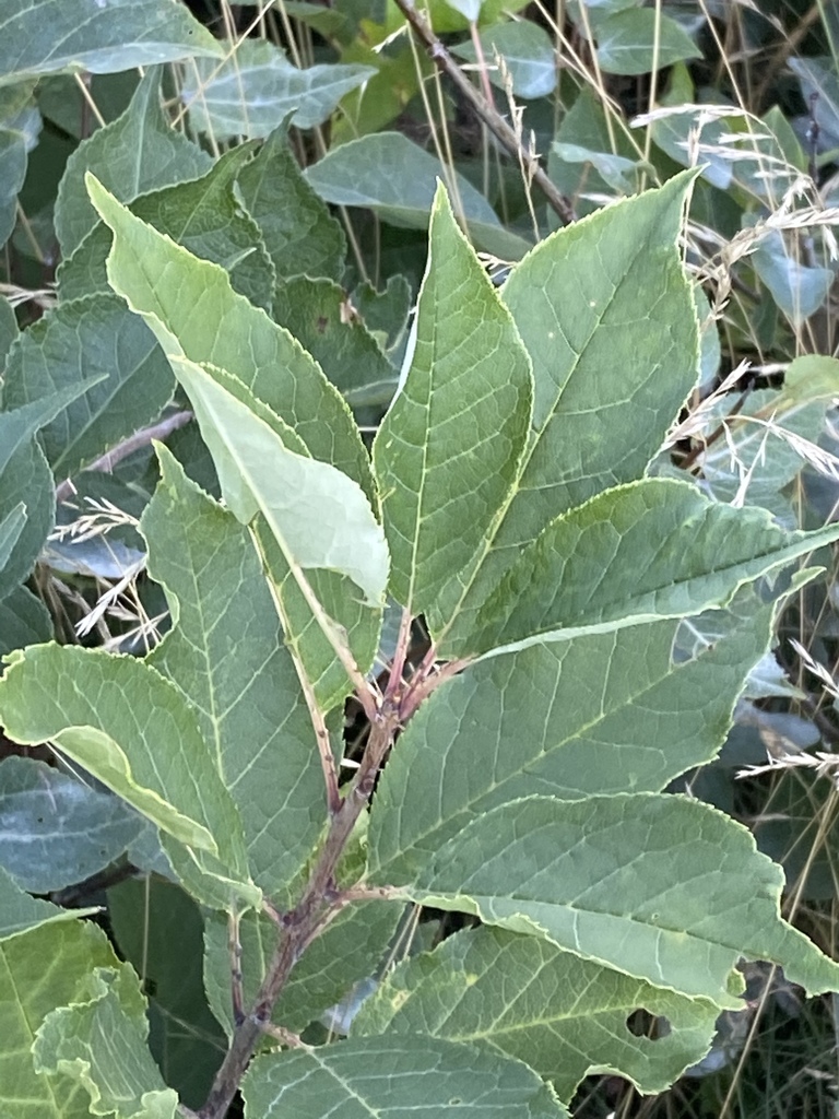 wild cherry from Mount Desert Island, Bar Harbor, ME, US on August 26 ...
