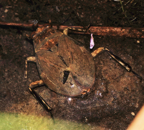 Abedus breviceps · iNaturalist