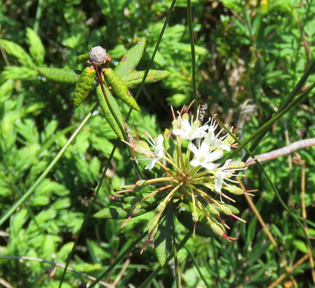 Labrador tea (Flowers of the White Mountains, NH) · iNaturalist