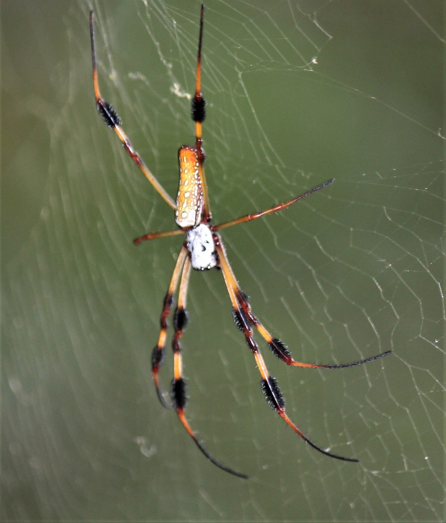 Golden Silk Spider from 26 Montrose Ct, Hattiesburg, MS 39402, USA on ...