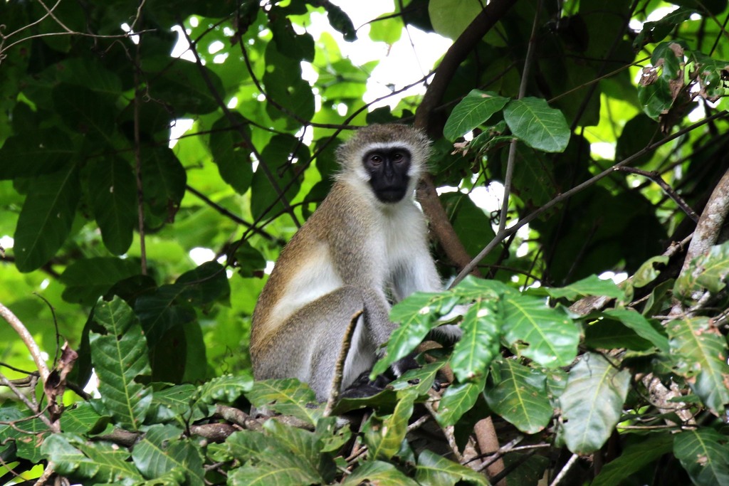 Chlorocebus pygerythrus nesiotes (Mammals of Zanzibar archipelago ...
