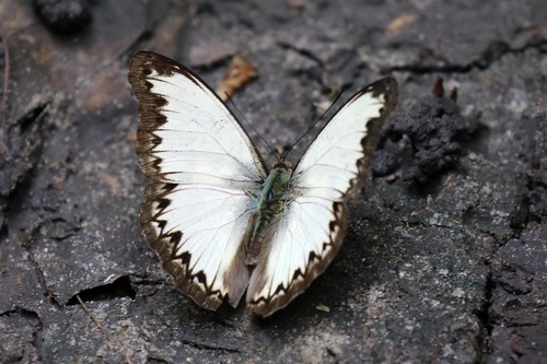 Cymothoe coranus · iNaturalist Mexico