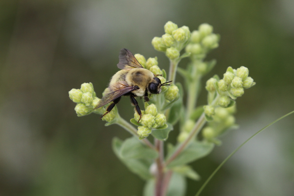 Nevada Bumble Bee from Davis Ranch TNC Preserve, Sheridan County, ND ...