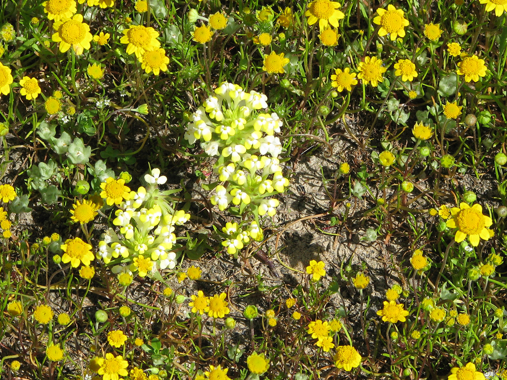 Castilleja campestris campestris from Jepson Prairie Preserve on May 5 ...