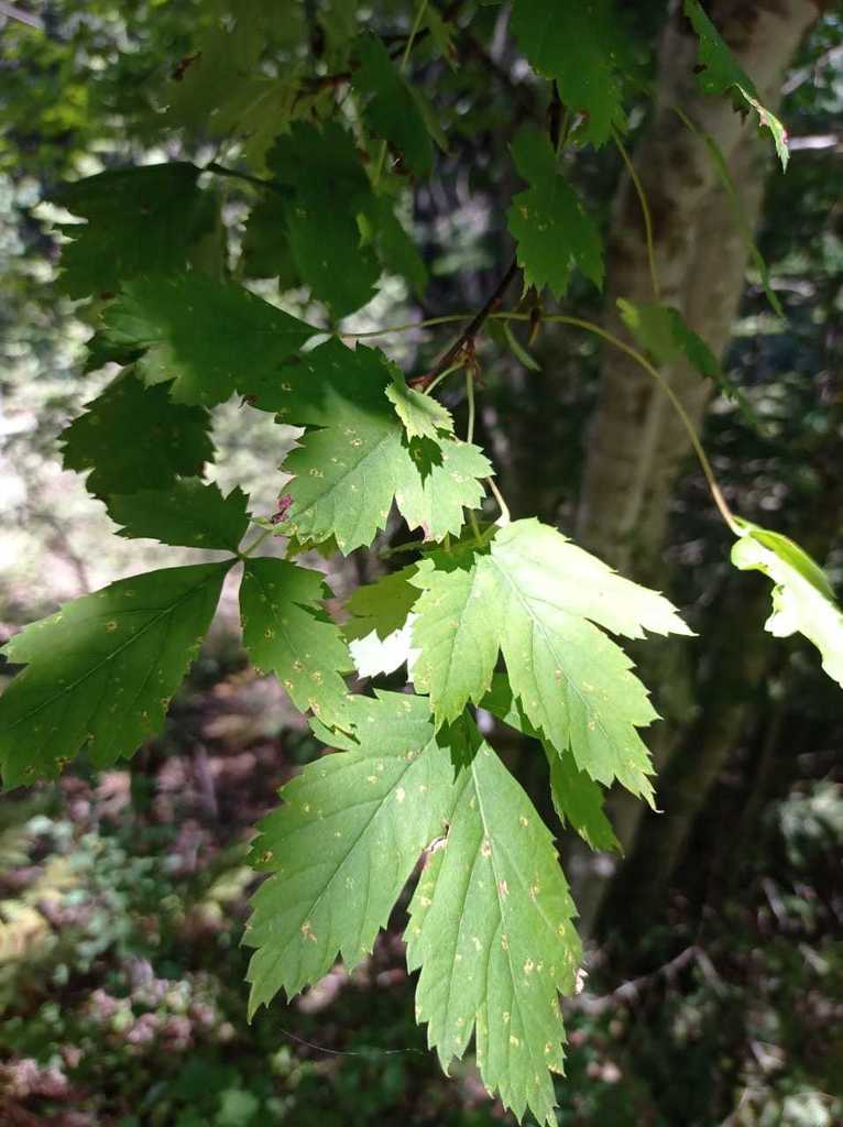 New Mexico Maple in August 2020 by Juan Diego Carrillo Contreras ...