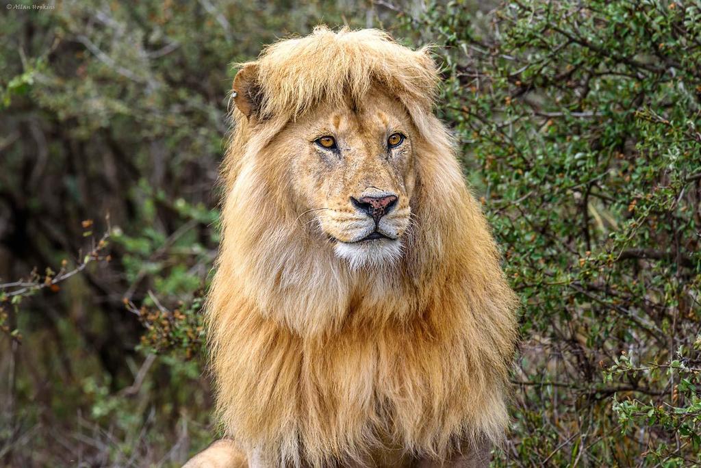 Lion (Panthera leo) - Know Your Mammals